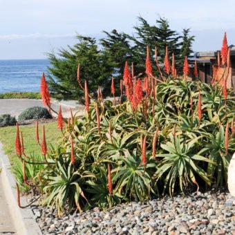 Torch aloe - Waterwise Garden Planner