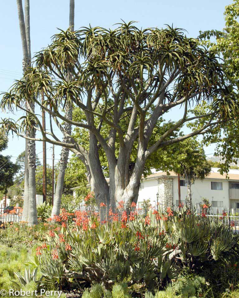 Tree aloe - Waterwise Garden Planner