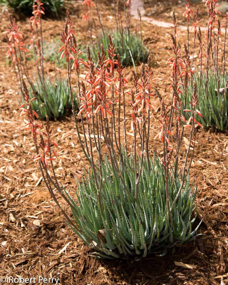 Blue Elf aloe - Waterwise Garden Planner