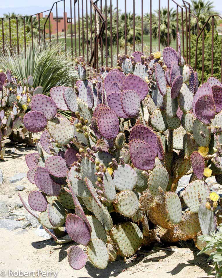 Purple prickly pear - Waterwise Garden Planner
