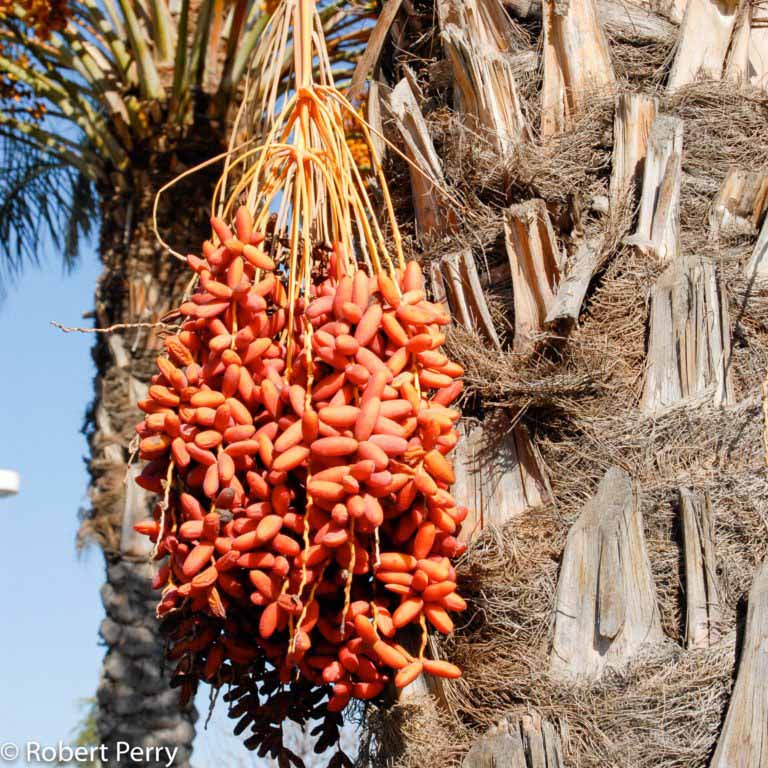 Date palm - Waterwise Garden Planner