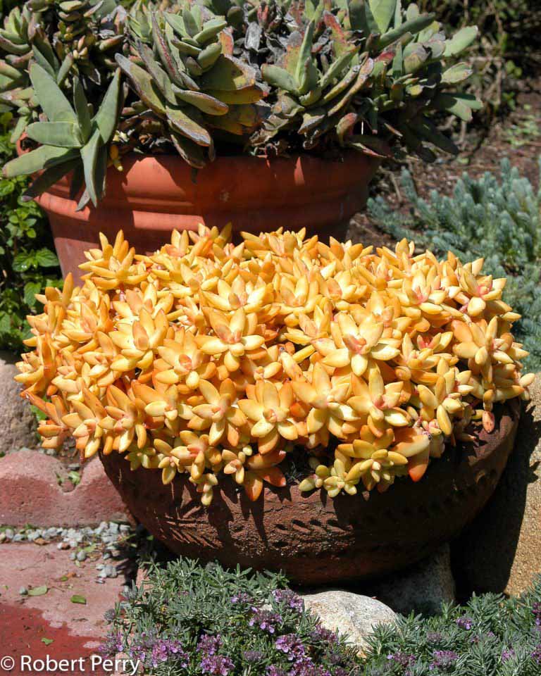 Coppertone stonecrop - Waterwise Garden Planner