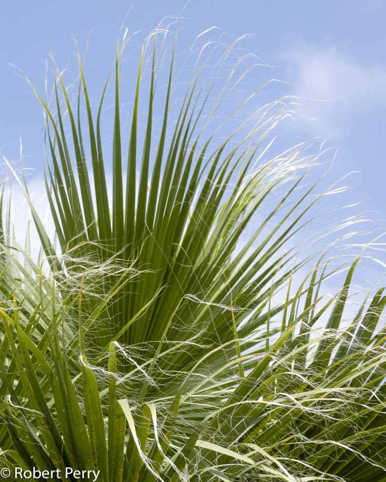 California fan palm - Waterwise Garden Planner