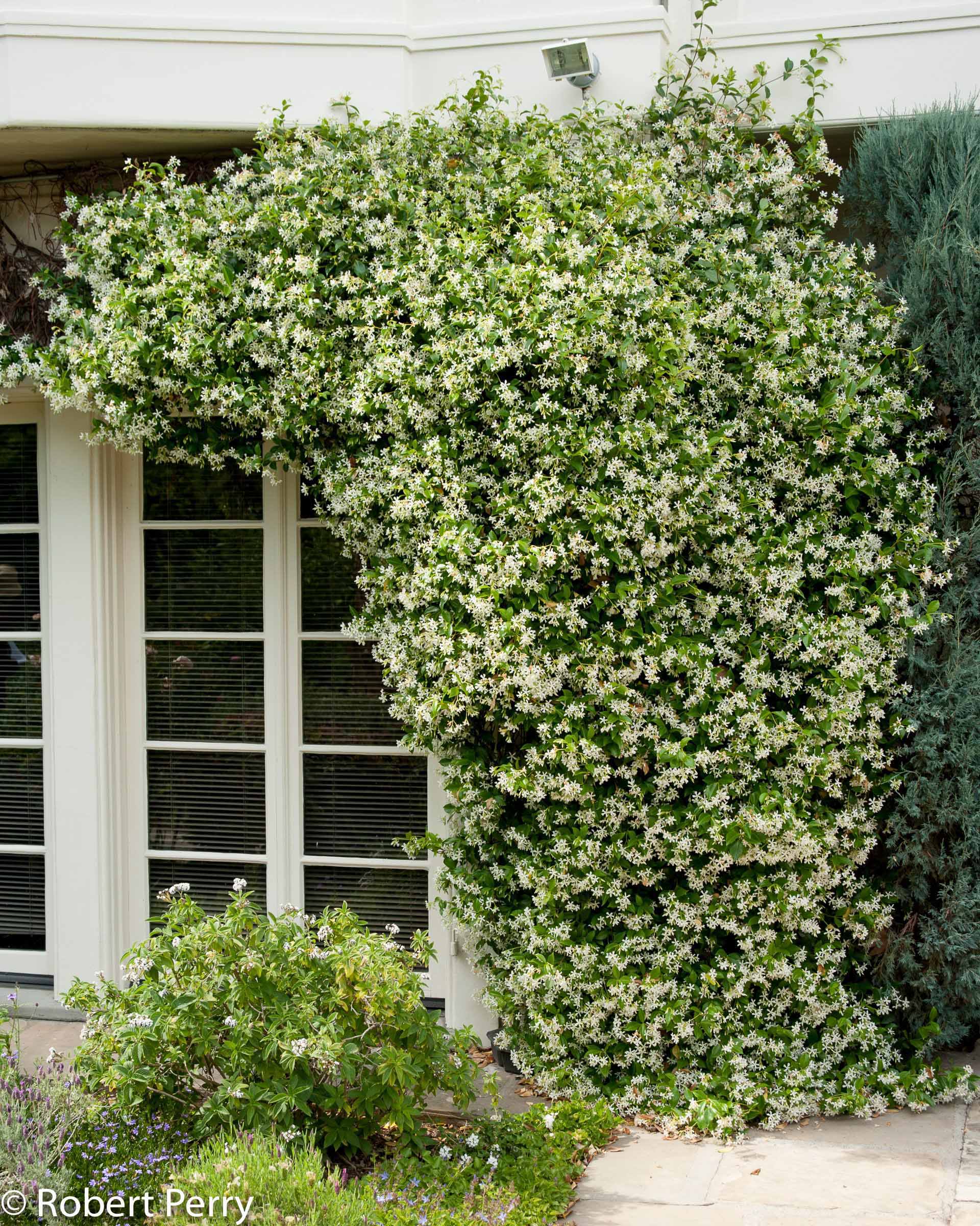 Trachelospermum Jasminoides Star Jasmine Ubicaciondepersonas cdmx gob mx