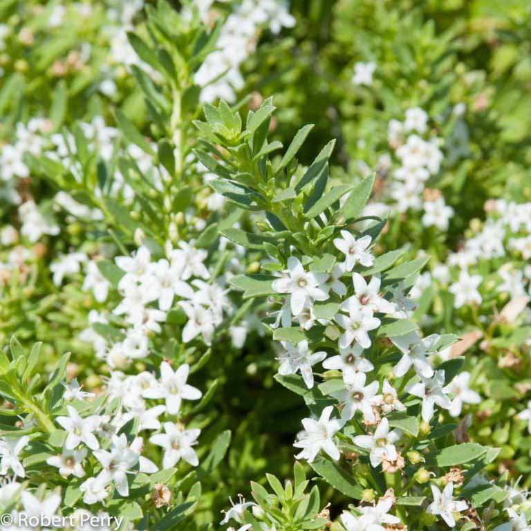 Creeping myoporum + cvs - Waterwise Garden Planner