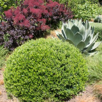Dwarf olive - Waterwise Garden Planner