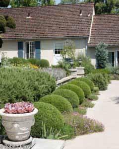 Dwarf olive - Waterwise Garden Planner
