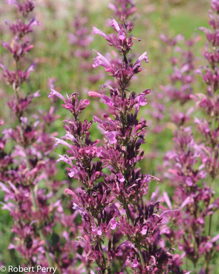 Hummingbird mint species + cvs - Waterwise Garden Planner