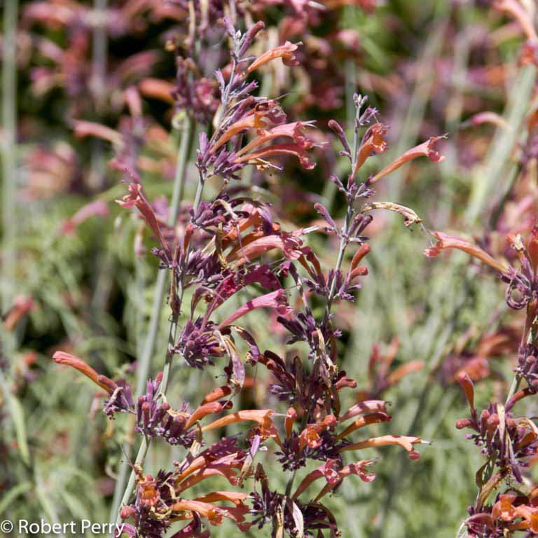 Hummingbird mint species + cvs - Waterwise Garden Planner