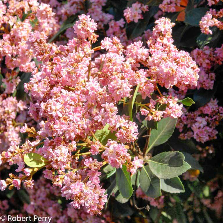 Indian Hawthorn Majestic Beauty