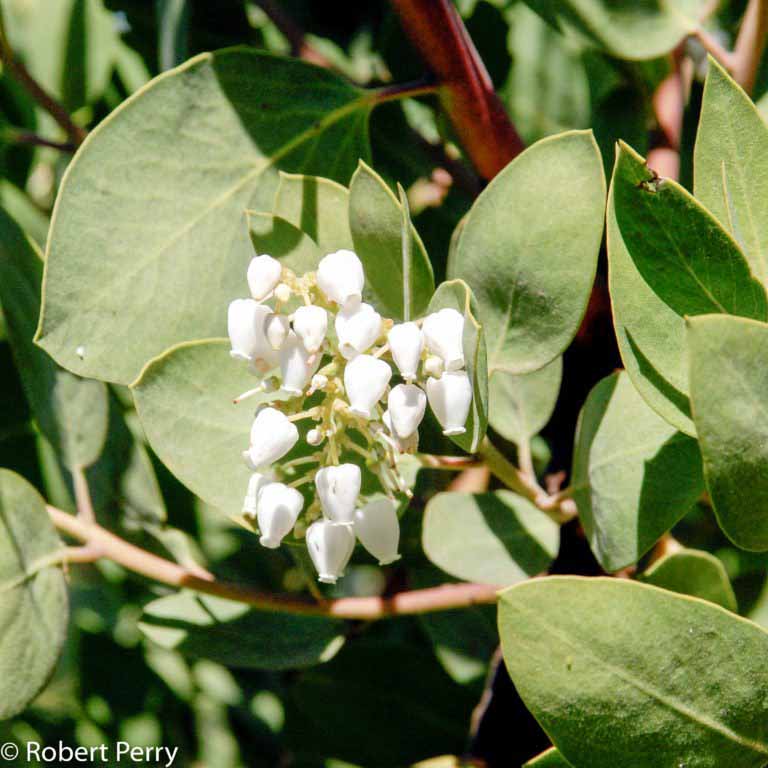 Dr. Hurd manzanita - Waterwise Garden Planner