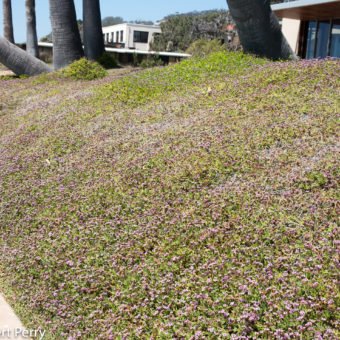 Common lippia - Waterwise Garden Planner