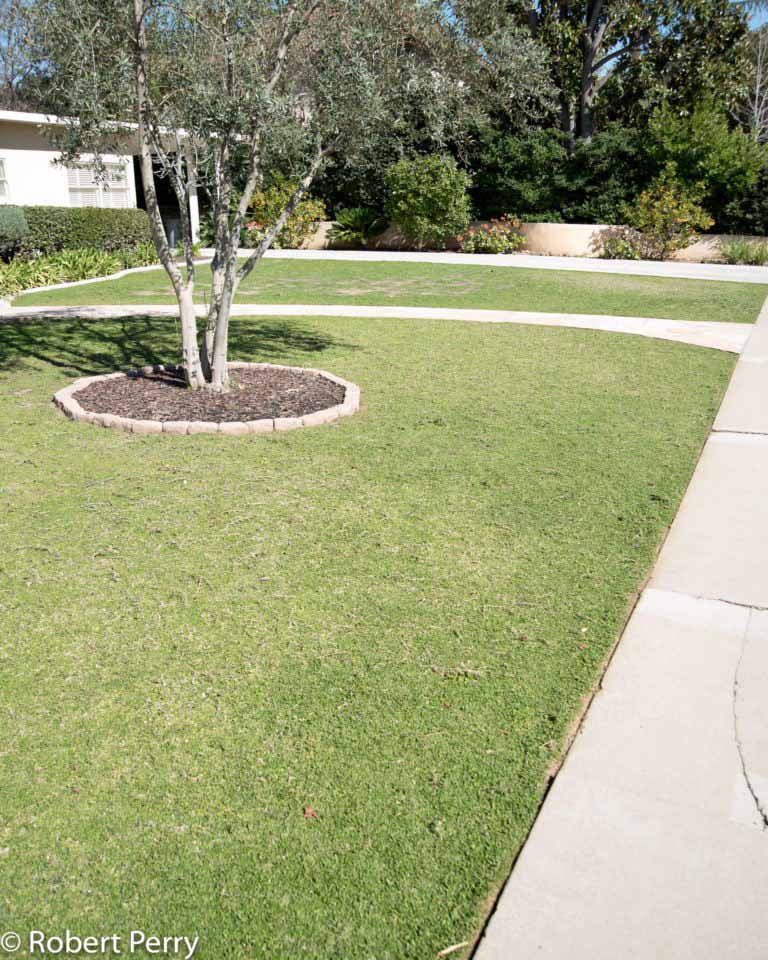 Common lippia - Waterwise Garden Planner