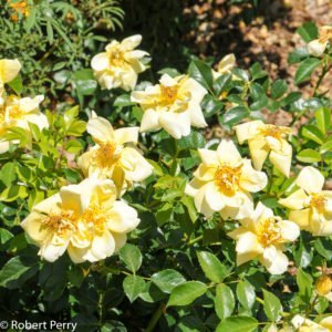 Floral Carpet rose - Waterwise Garden Planner