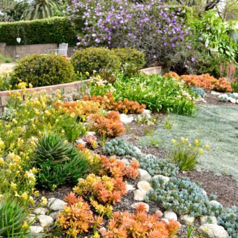 Blue hibiscus + cv - Waterwise Garden Planner