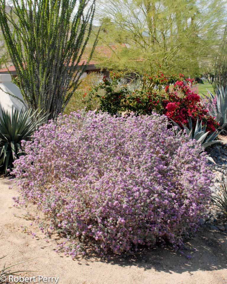 Black dalea + cv - Waterwise Garden Planner