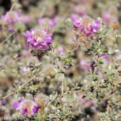 Black dalea + cv - Waterwise Garden Planner