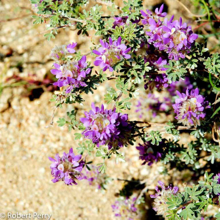 Black dalea + cv - Waterwise Garden Planner