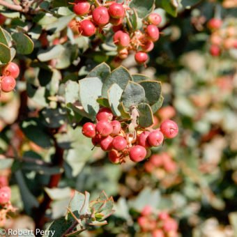 Lester Rowntree manzanita - Waterwise Garden Planner