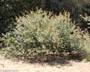 Lester Rowntree manzanita - Waterwise Garden Planner