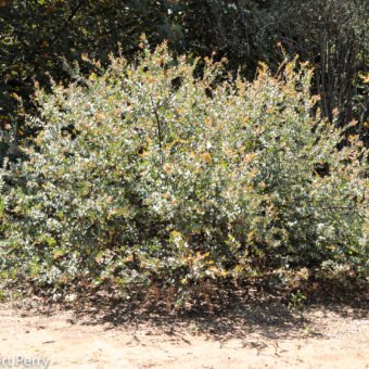 Lester Rowntree manzanita - Waterwise Garden Planner