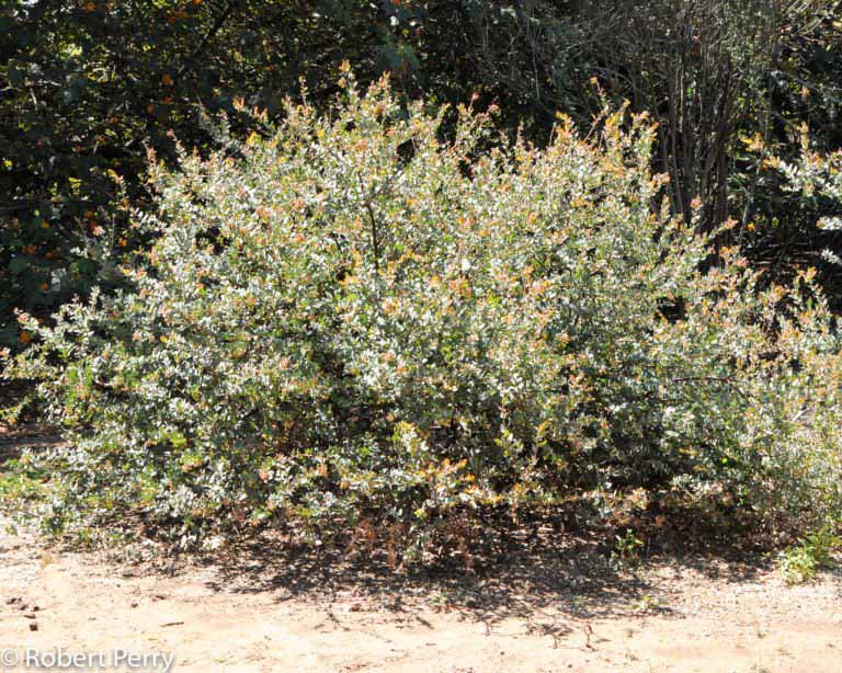 Lester Rowntree manzanita - Waterwise Garden Planner