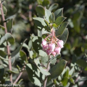Lester Rowntree manzanita - Waterwise Garden Planner
