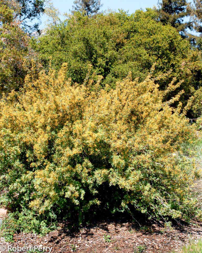 Nevin's barberry - Waterwise Garden Planner