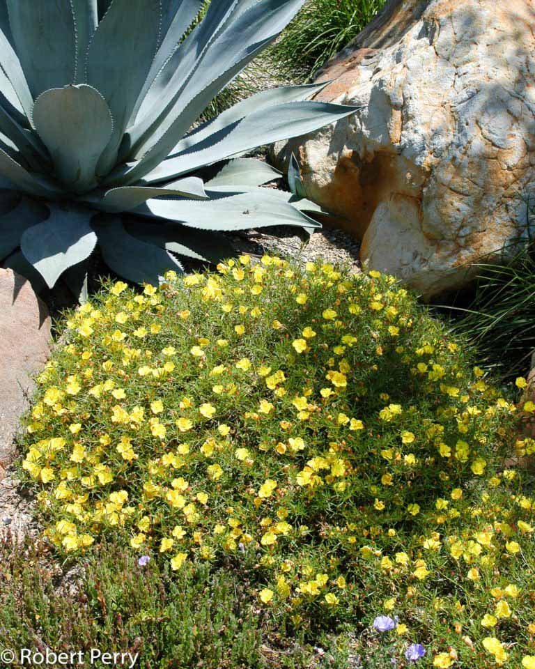 Sundrops - Waterwise Garden Planner