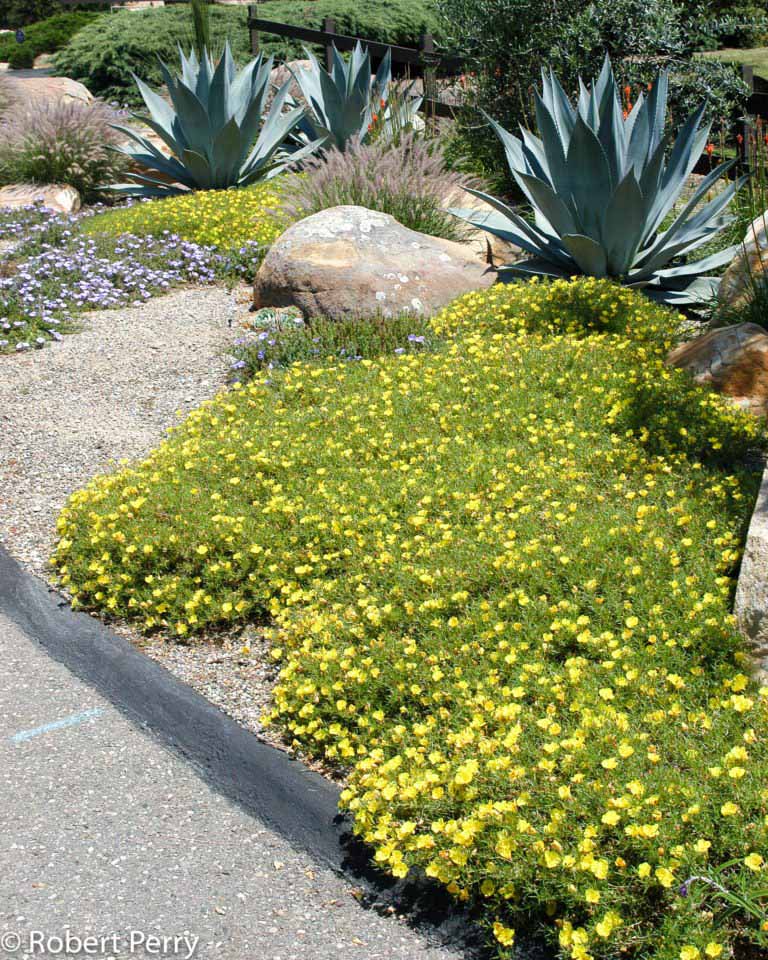 Sundrops - Waterwise Garden Planner