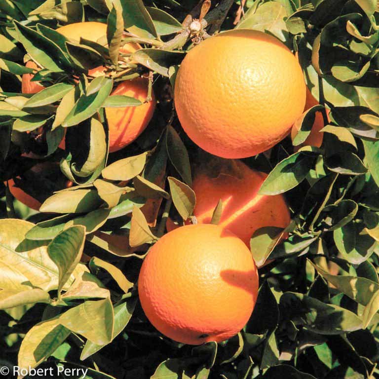 Citrus species + cvs - Waterwise Garden Planner