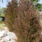 Purple hopseed bush - Waterwise Garden Planner