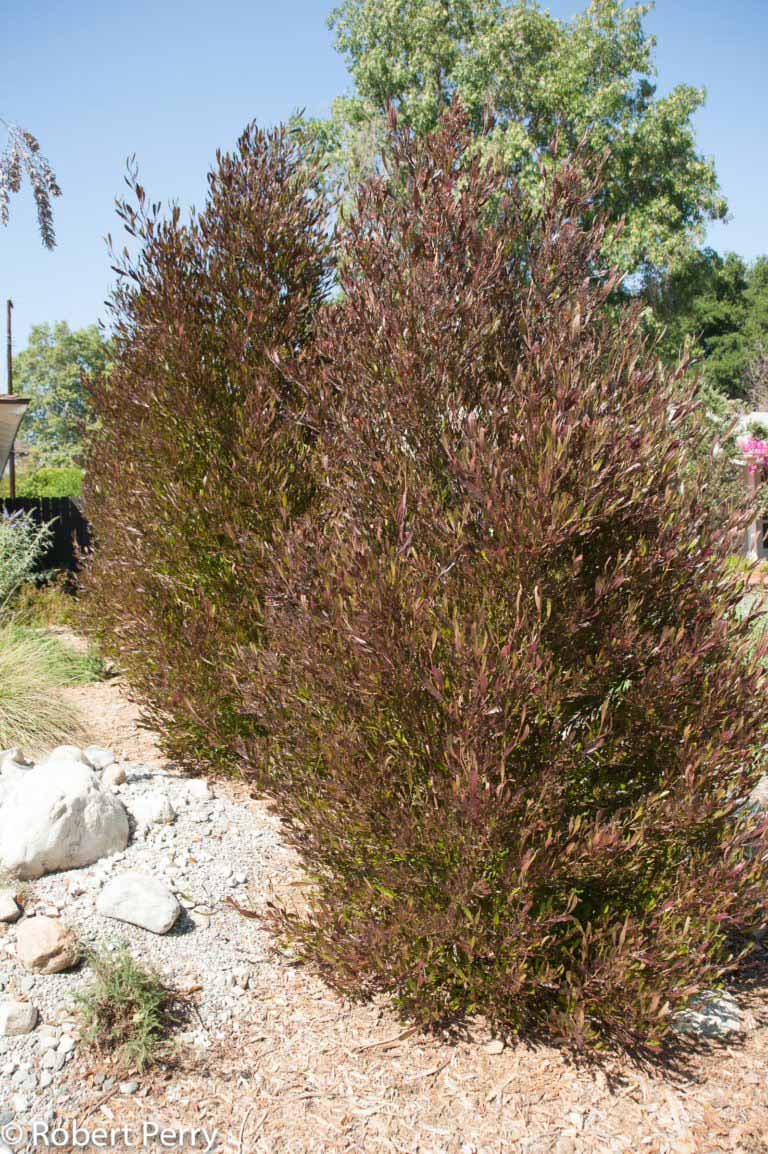 Purple hopseed bush - Waterwise Garden Planner