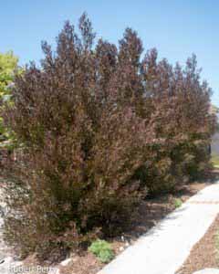 Purple hopseed bush - Waterwise Garden Planner