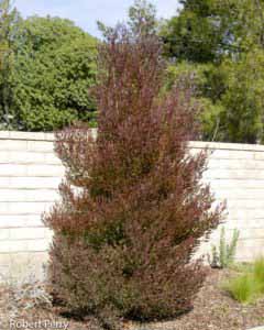 Purple hopseed bush - Waterwise Garden Planner