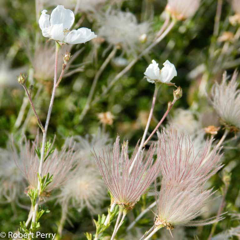Apache plume - Waterwise Garden Planner