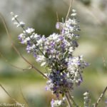 Desert lavender - Waterwise Garden Planner