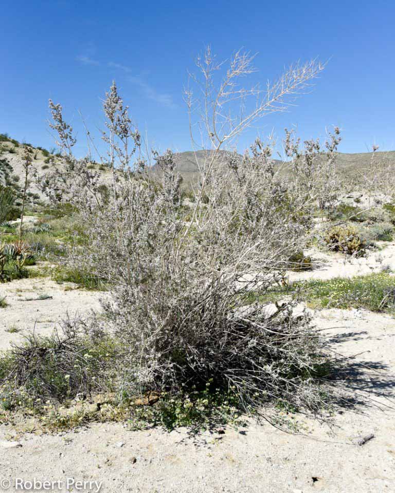 Desert lavender - Waterwise Garden Planner