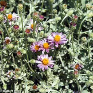 Silver carpet aster - Waterwise Garden Planner