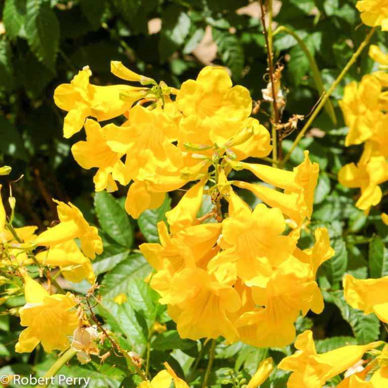 Yellow bells + cv - Waterwise Garden Planner