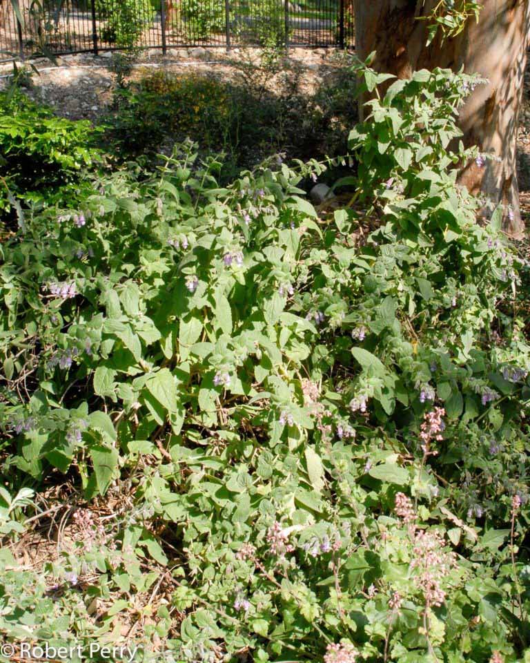 Fragrant pitcher sage - Waterwise Garden Planner